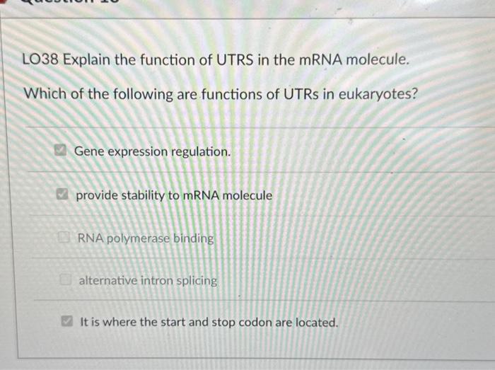 Solved LO38 Explain the function of UTRS in the mRNA | Chegg.com