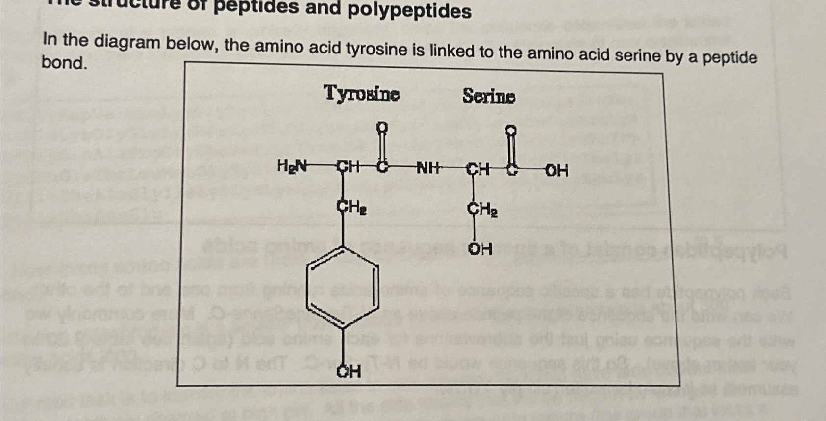 Solved In the diagram below, the amino acid tyrosine is | Chegg.com