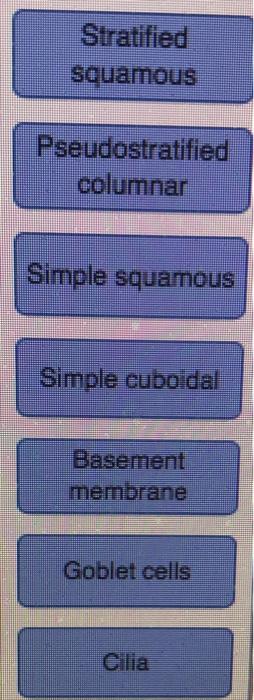 Solved Stratified squamous Pseudostratified columnar Simple | Chegg.com