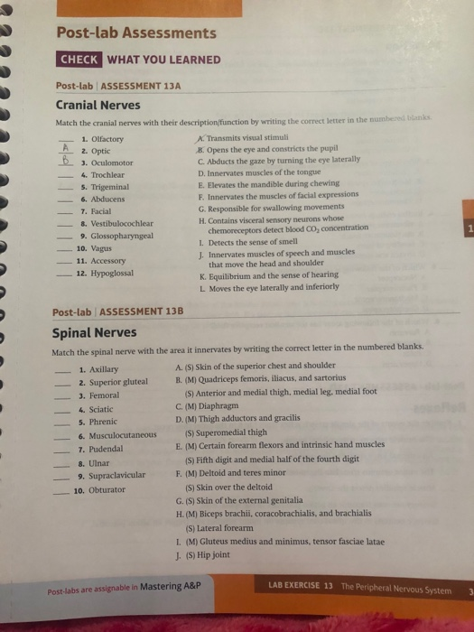 Solved Post-lab Assessments CHECK WHAT YOU LEARNED Post-lab | Chegg.com