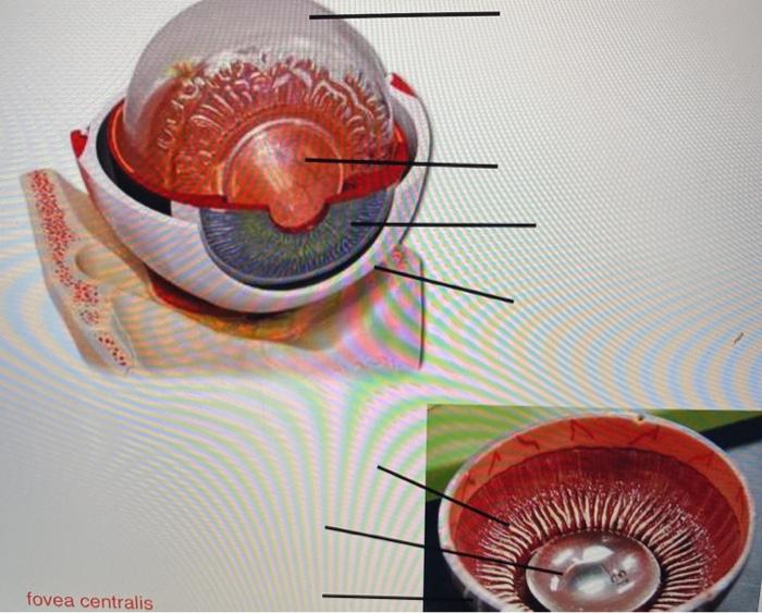 Solved Ear canal (Area) Eardrum Ear Canal fovea | Chegg.com