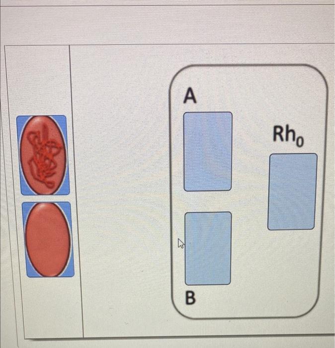 Solved A Rho Z B Part F. Blood Typing Predict what the | Chegg.com