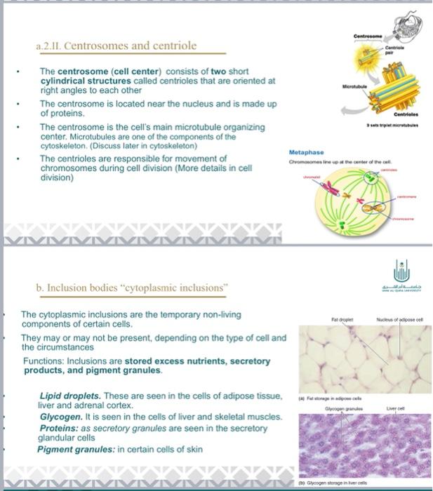 A cell consists of three major parts Nucleus | Chegg.com