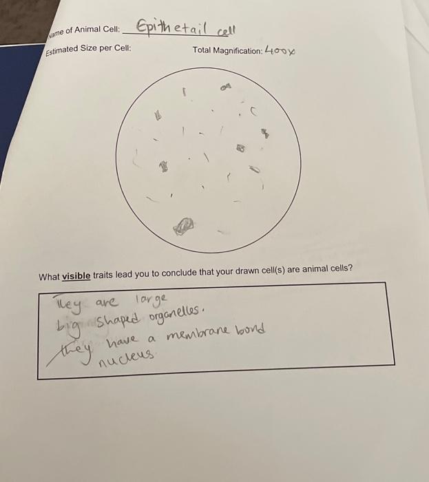Solved Name of Eukaryote: Amoeba Estimated Size per Cell: | Chegg.com