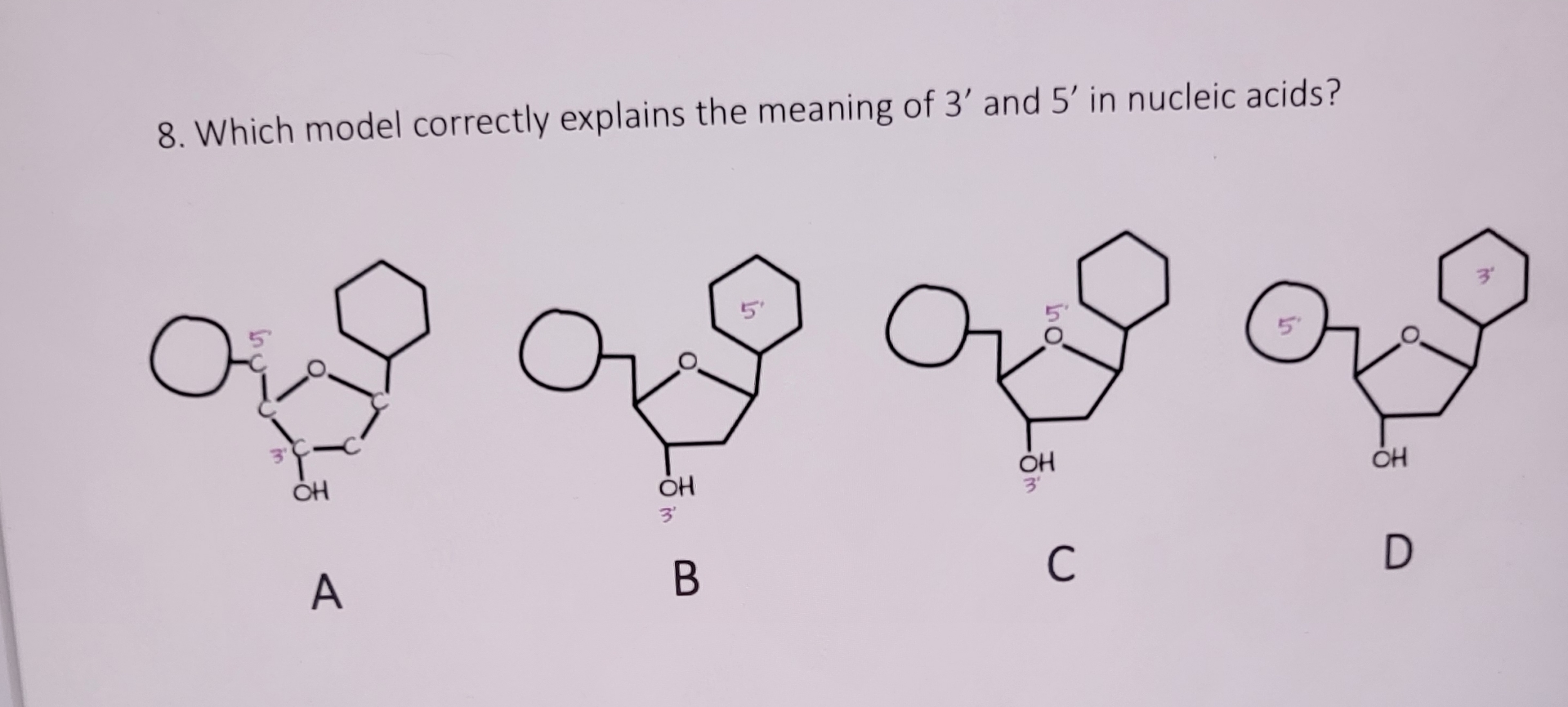 Solved Which model correctly explains the meaning of 3' ﻿and | Chegg.com