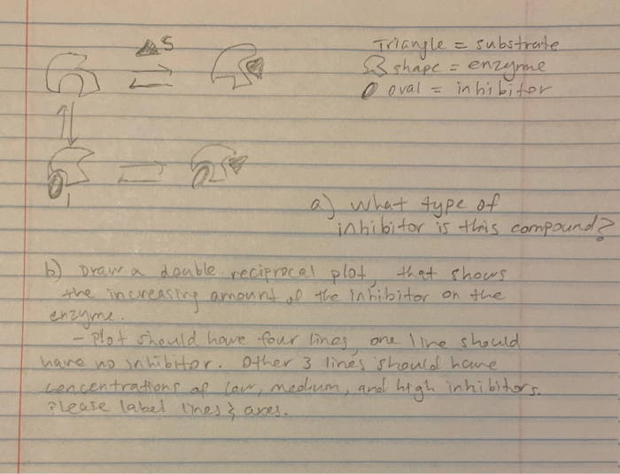 Solved AS Triangle = substrate B shape = enzyme o oval = | Chegg.com