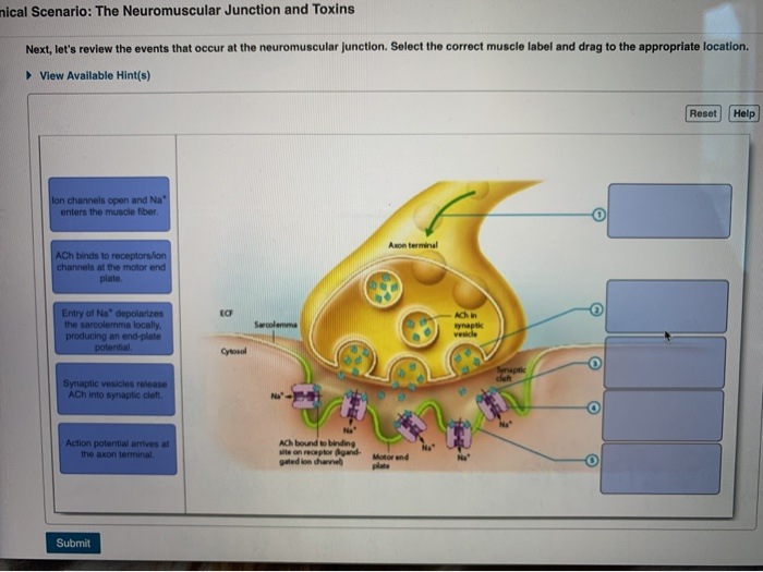 Solved mical Scenario: The Neuromuscular Junction and Toxins | Chegg.com