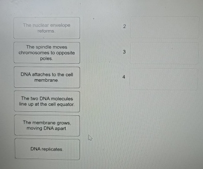 Solved The nuclear envelope reforms.The spindle moves | Chegg.com