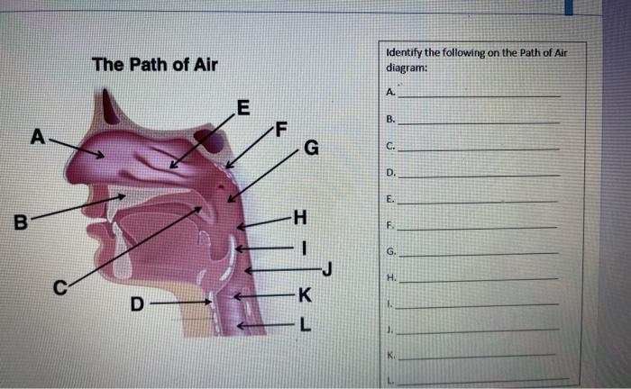 Solved The Path of Air Identify the following on the path of | Chegg.com