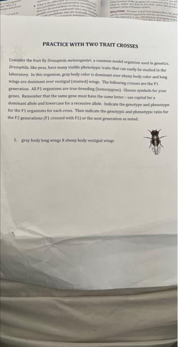 Solved PRACTICE WITH TWO TRAIT CROSSES Consider the fruit | Chegg.com