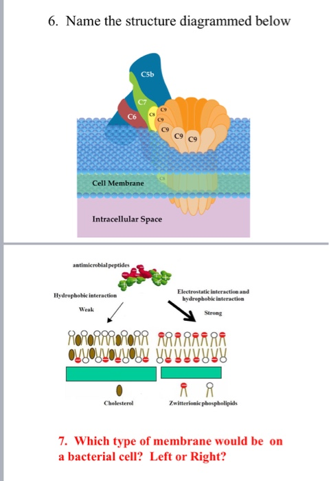 Solved 1. Complement activation cascade is initiated by the | Chegg.com