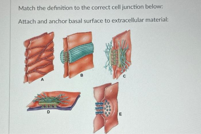 Solved Match the definition to the correct cell junction | Chegg.com