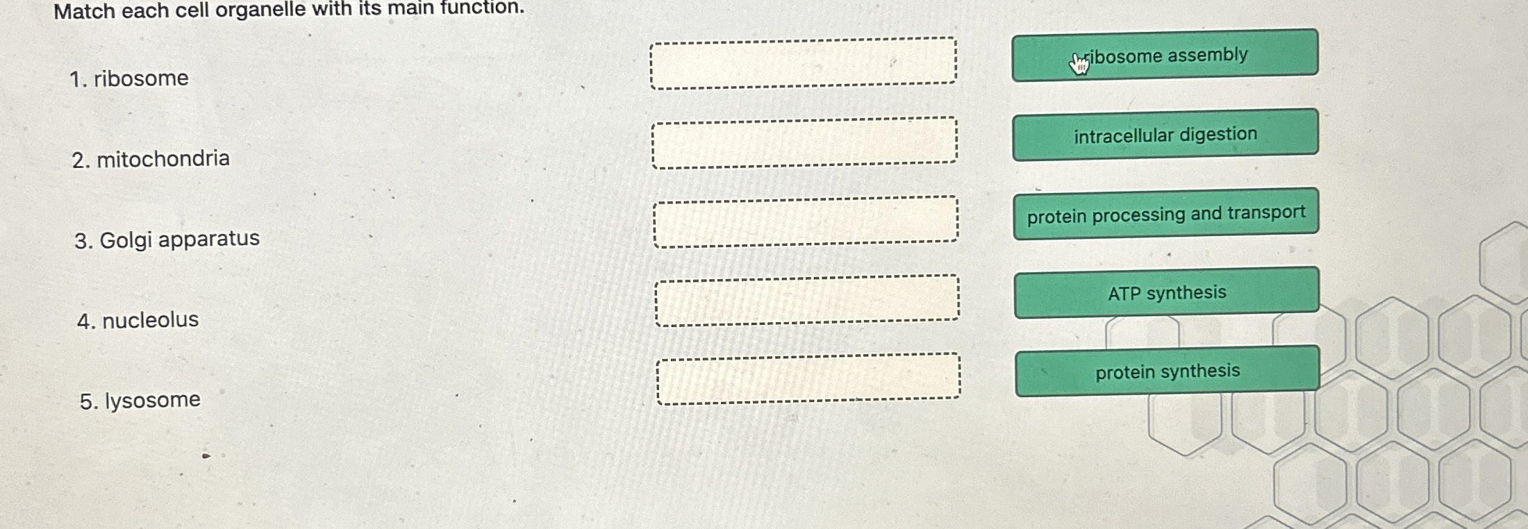 Solved Match each cell organelle with its main | Chegg.com