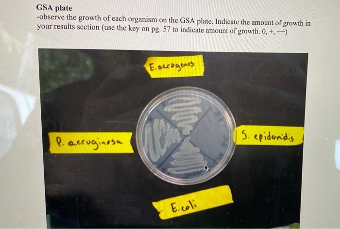 Solved GSA plate -observe the growth of each organism on the | Chegg.com
