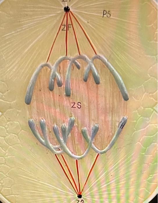 Solved 1. What is the diploid (2n) number of chromosomes in | Chegg.com