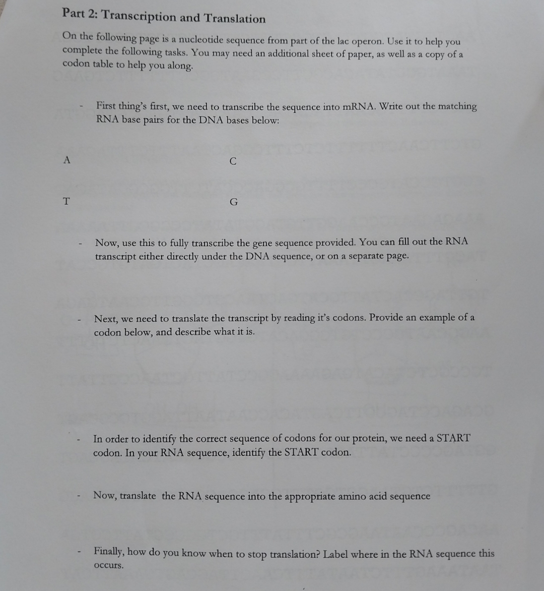 Solved Part 2: Transcription and TranslationOn the following | Chegg.com
