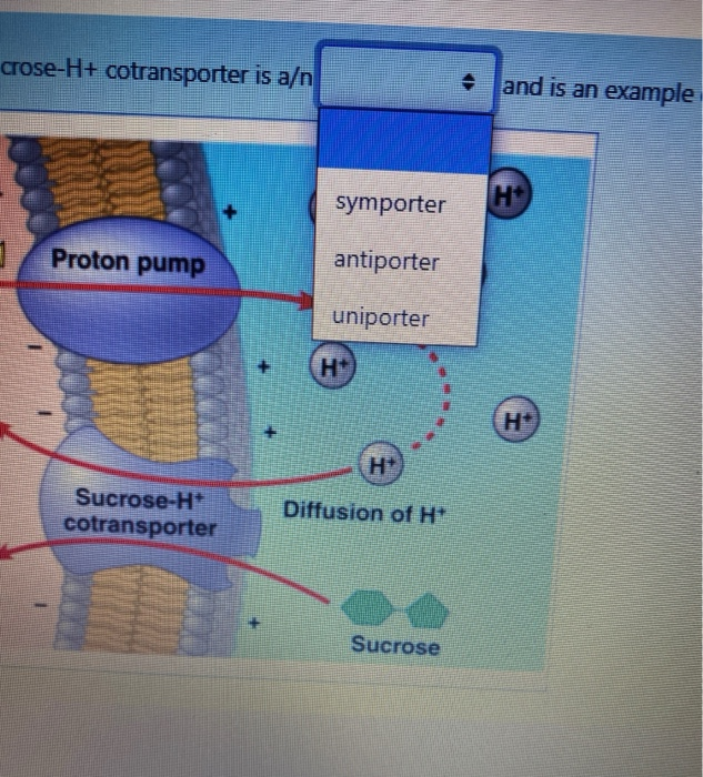 Solved In this figure the sucrose-H+ cotransporter is a/n | Chegg.com