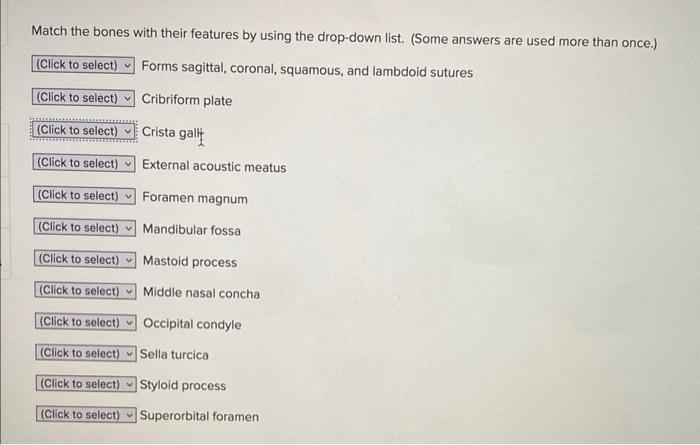 Solved Match the bones with their features by using the | Chegg.com