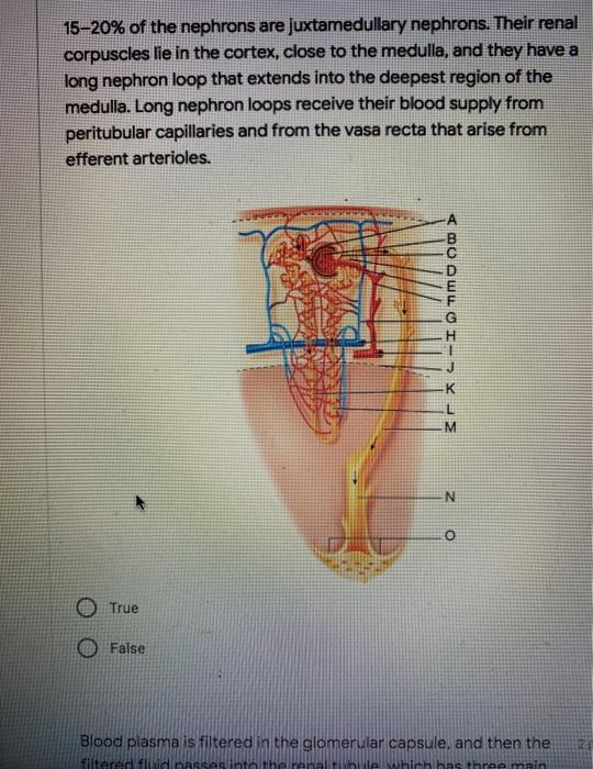 Solved Which is the correct order of filtrate flow? nephron | Chegg.com