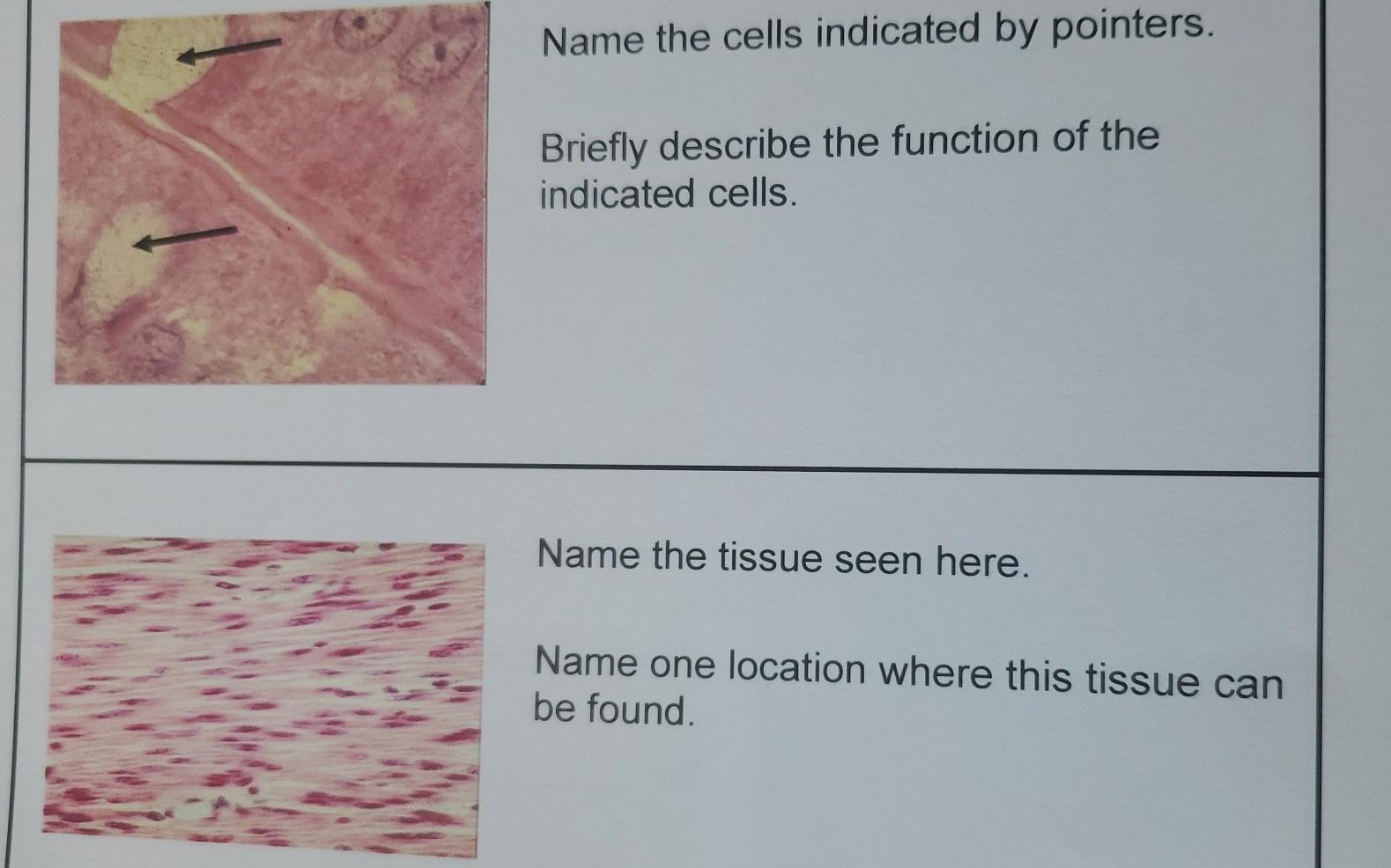 Solved Name the cells indicated by pointers. Briefly | Chegg.com