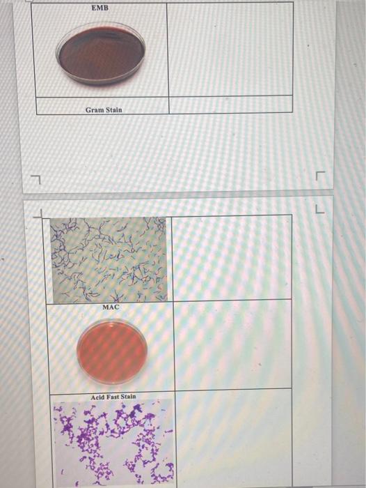 Solved In this project, you will identify an unknown species | Chegg.com