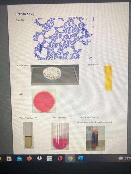 Solved Biochemical Unknown (50 points) Name: Unknown | Chegg.com