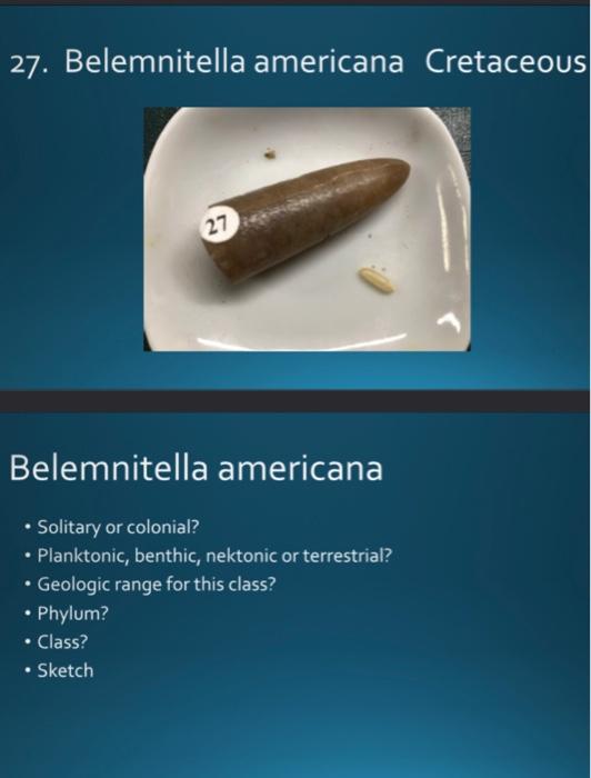 Solved 27. Belemnitella americana Cretaceous 27 Belemnitella | Chegg.com