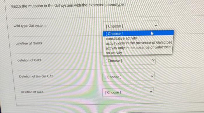 Match the mutation in the Gal system with the | Chegg.com