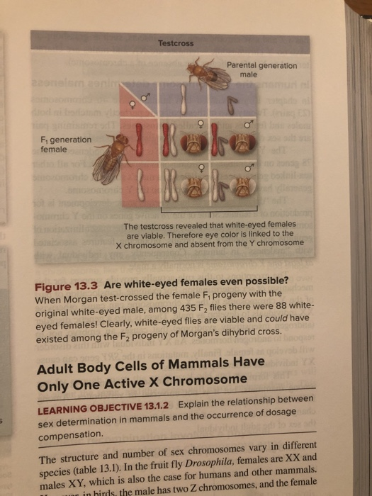 Solved In Morgan's test cross in figure 13.3, he obtained | Chegg.com