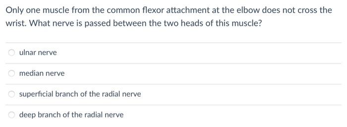 Solved Only one muscle from the common flexor attachment at | Chegg.com