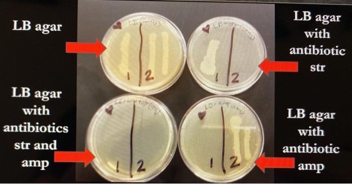 Solved LB agar LB agar with antibiotic str LB agar ODD DO | Chegg.com