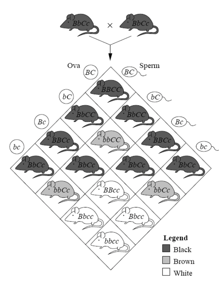 Solved Coat colour in mice is controlled by the interaction | Chegg.com