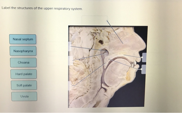 Solved Label the structures of the upper respiratory system. | Chegg.com