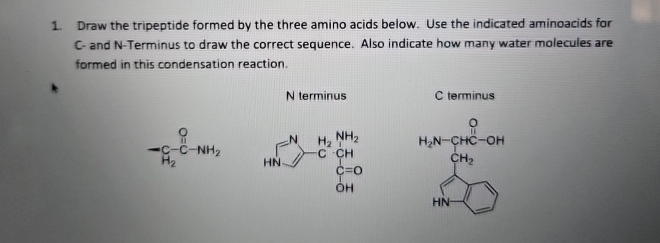 Solved Draw the tripeptide formed by the three amino acids | Chegg.com