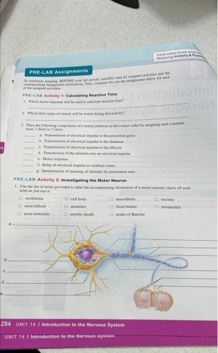 Solved பொம் M Anatomy PRE-LAB Assignments Toint, BEFORE id, | Chegg.com