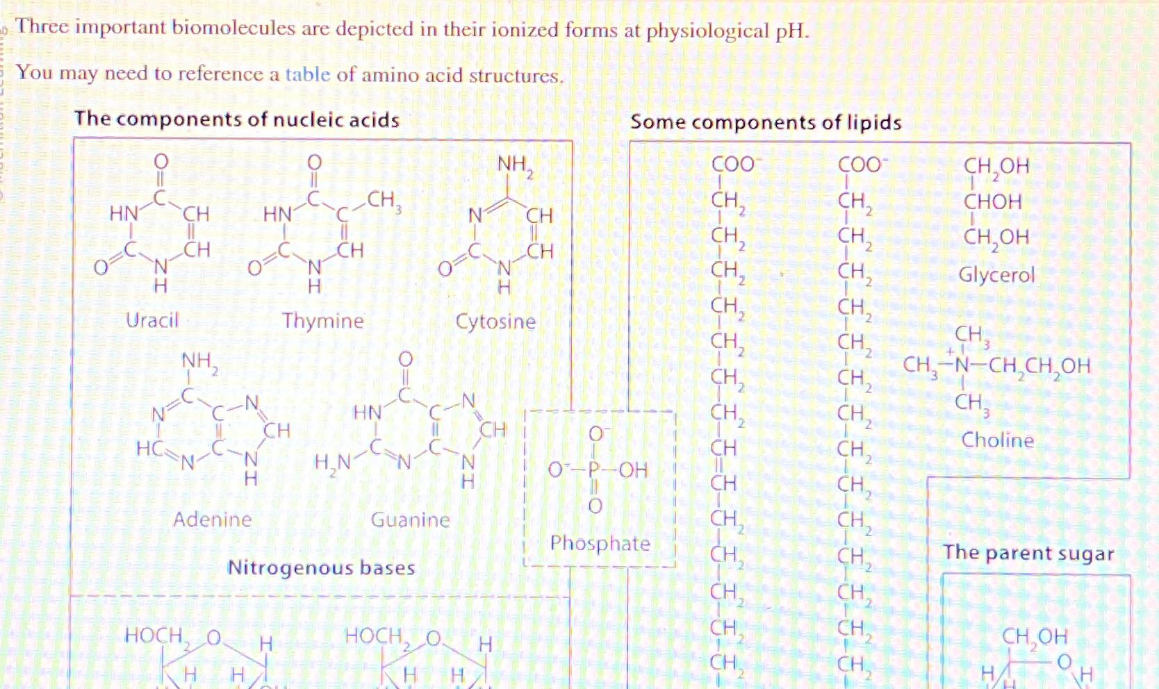 Solved Three important biomolecules are depicted in their | Chegg.com