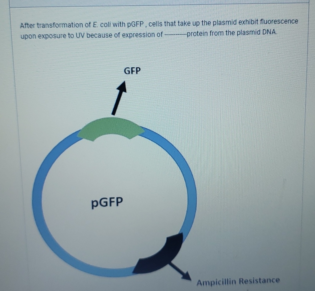 Solved After transformation of E. ﻿coli with PGFP, ﻿cells | Chegg.com