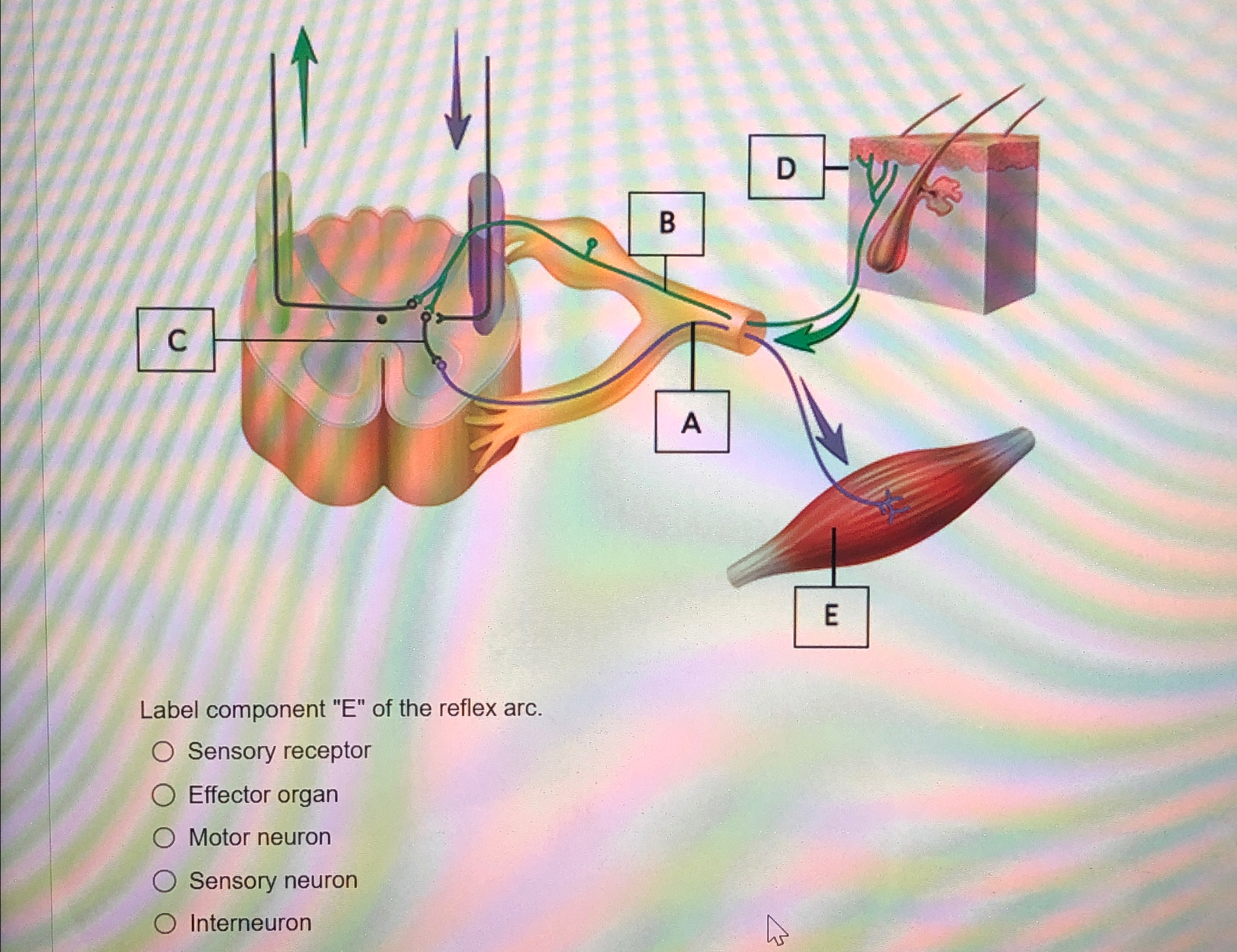 Solved Label component " E " ﻿of the reflex arc.Sensory | Chegg.com