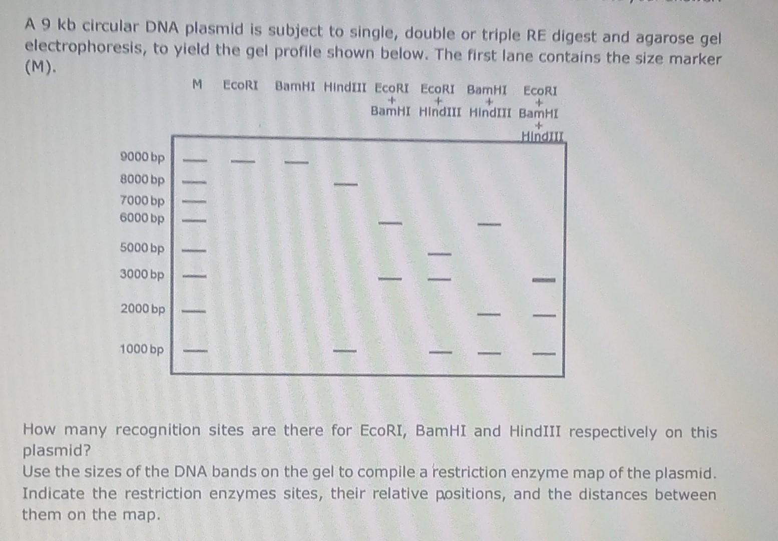 Solved A 9 kb circular DNA plasmid is subject to single, | Chegg.com