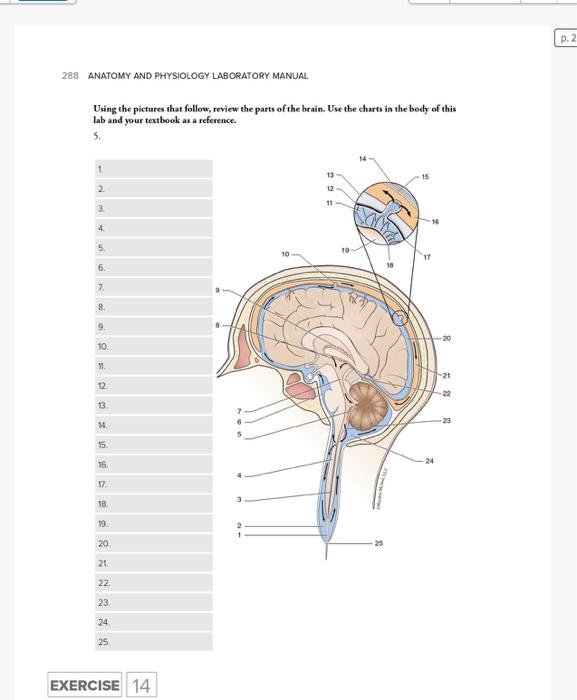 p. 2 288 ANATOMY AND PHYSIOLOGY LABORATORY MANUAL | Chegg.com