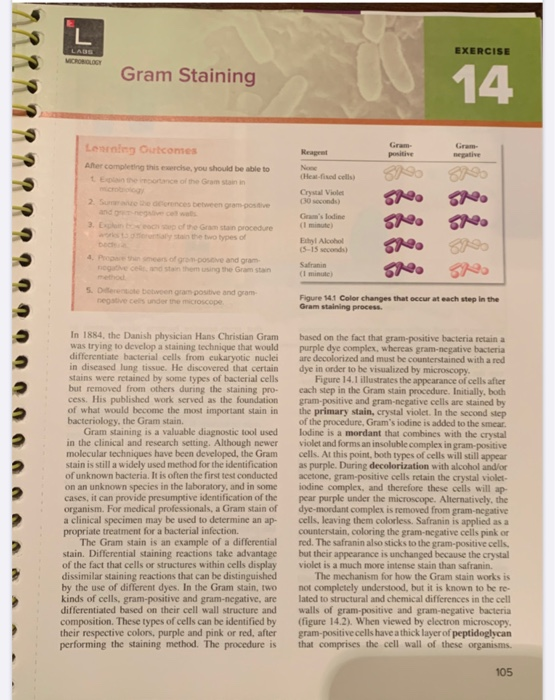 Solved L EXERCISE MICROBIOLOGY Gram Staining 14 Gram | Chegg.com
