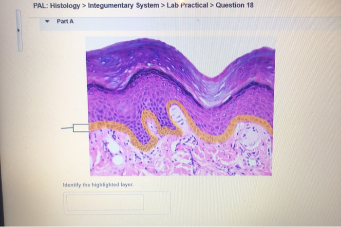 Solved PAL: Histology > Integumentary System > Lab Practical | Chegg.com