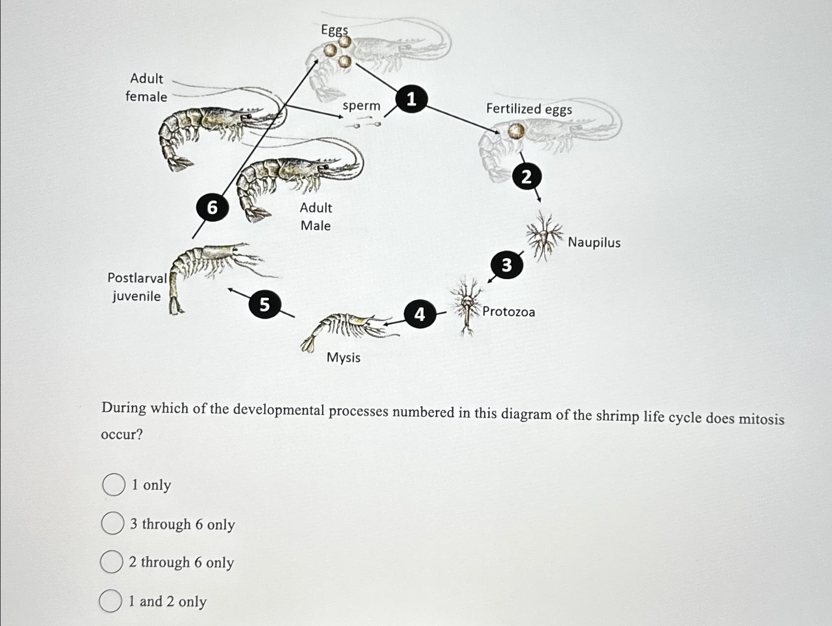 Solved During which of the developmental processes numbered | Chegg.com