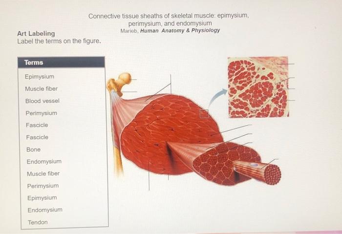 Solved Connective tissue sheaths of skeletal muscle: | Chegg.com