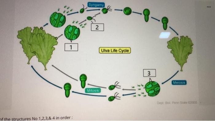 Solved Syngamy - 2 1 Ulva Life Cycle 3 Melosis Mitosis Det | Chegg.com