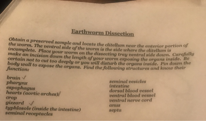 Solved Earthworm Dissection! Obtain a preserved sample and | Chegg.com