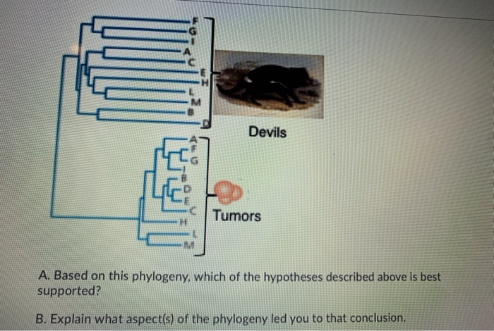 Tasmanian devil facial tumor disease (DFTD) is a | Chegg.com