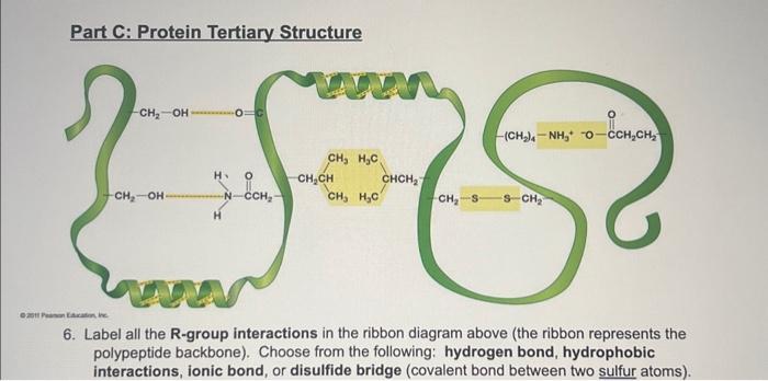 Solved Part C: Protein Tertiary Structure 6. Label all the | Chegg.com