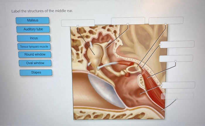 Solved Label the structures of the middle ear. Malleus | Chegg.com