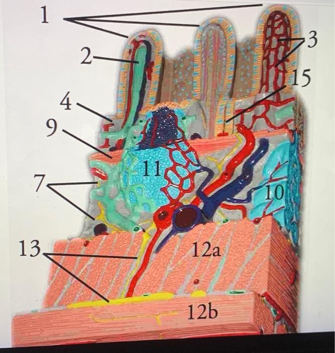 Solved 1 3 2- 115 4 9 11 7 10 13. 12a 12b | Chegg.com